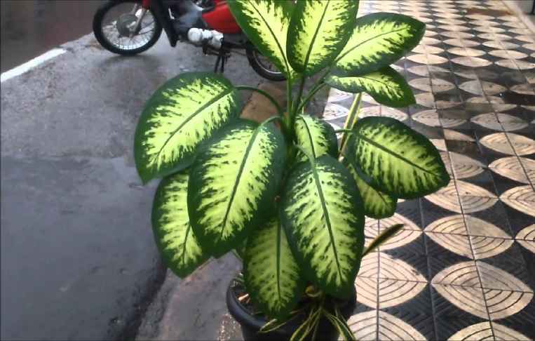 Planta Comigo-Ninguém-Pode – Como Cuidar Planta Comigo-Ninguém-Pode – Como Cuidar